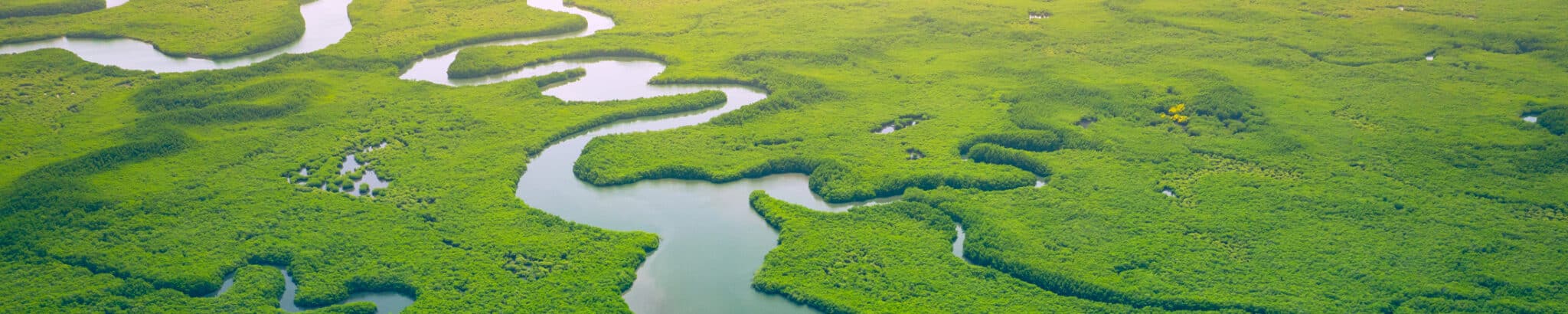 Mangroves Threats - ELAW: Environmental Law Alliance Worldwide